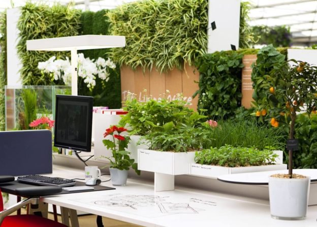 Top 10 Best Plants For Your Desk At Work - Making Different
